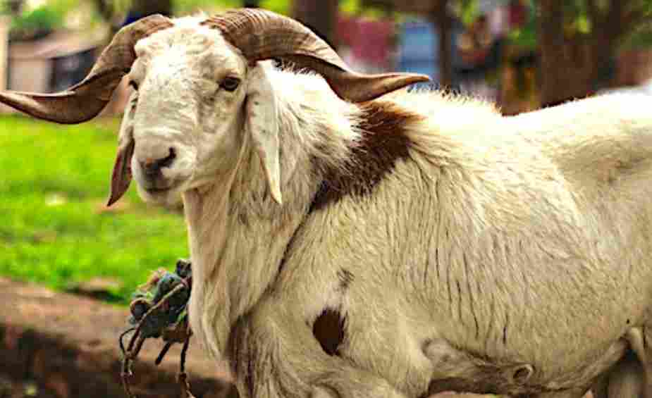 Cameroun : Paul Biya décrète le 17 juin férié pour la Tabaski, les prix ...